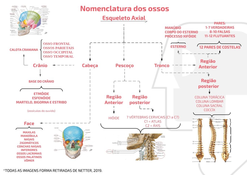 Mapa Mental - Esqueleto Axial - AnatoCast